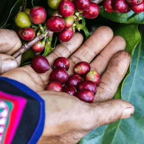 Arvid Nordquist kaffe för företag | Selecta